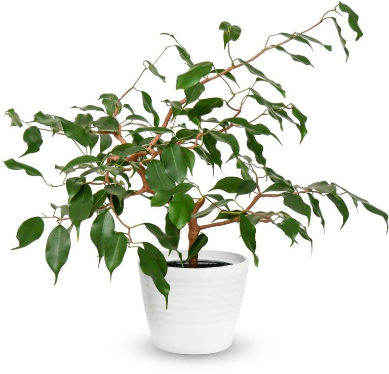 Ficus benjamina: kopen en verzorging – Goede Groei