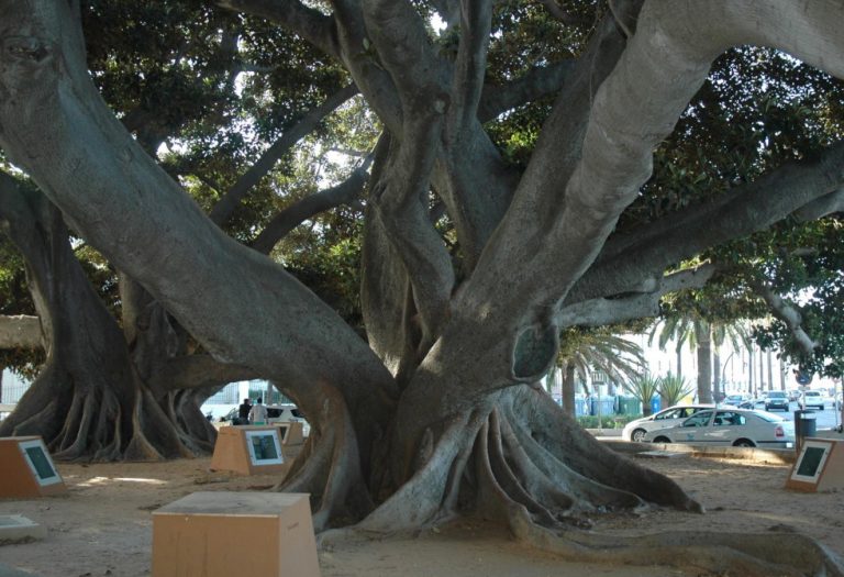 Ficus elastica (rubberboom): kopen en verzorging – Goede Groei