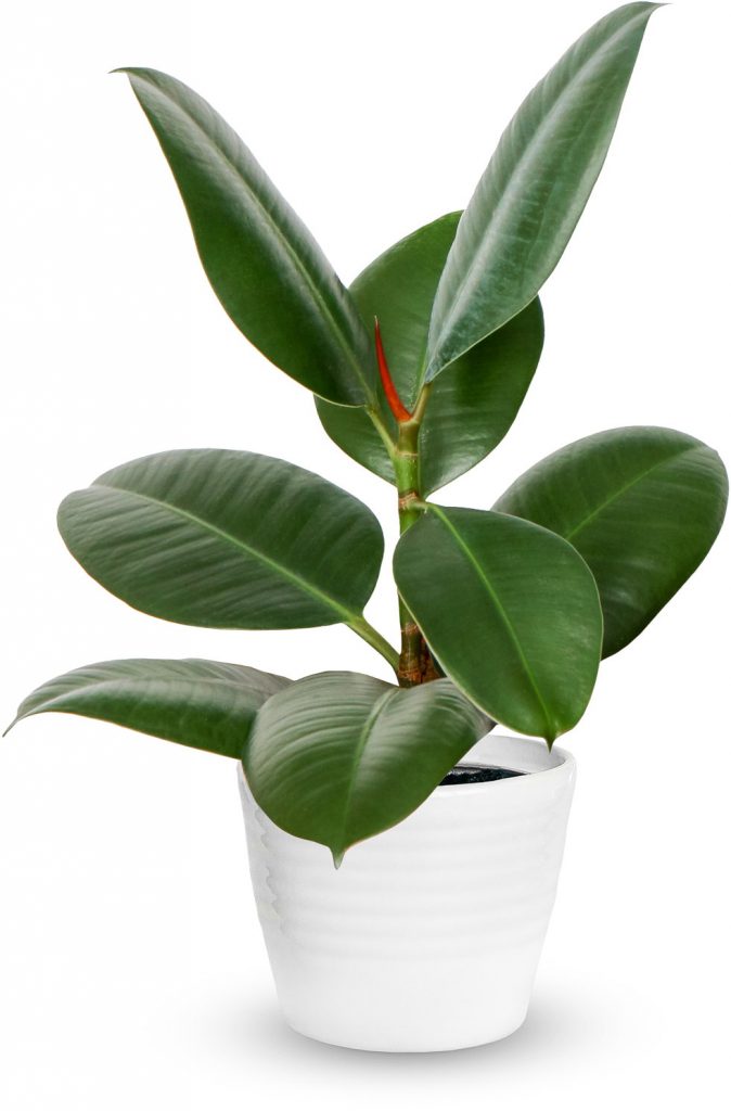 Ficus elastica (rubberboom): kopen en verzorging – Goede Groei