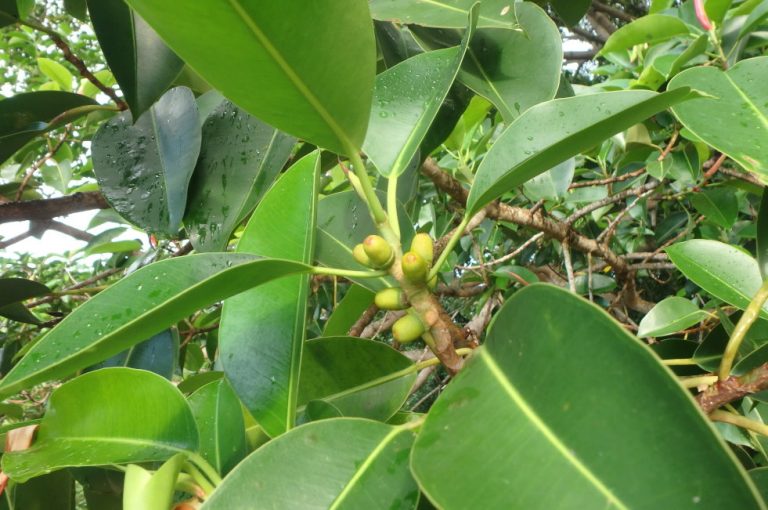 Ficus elastica (rubberboom): kopen en verzorging – Goede Groei