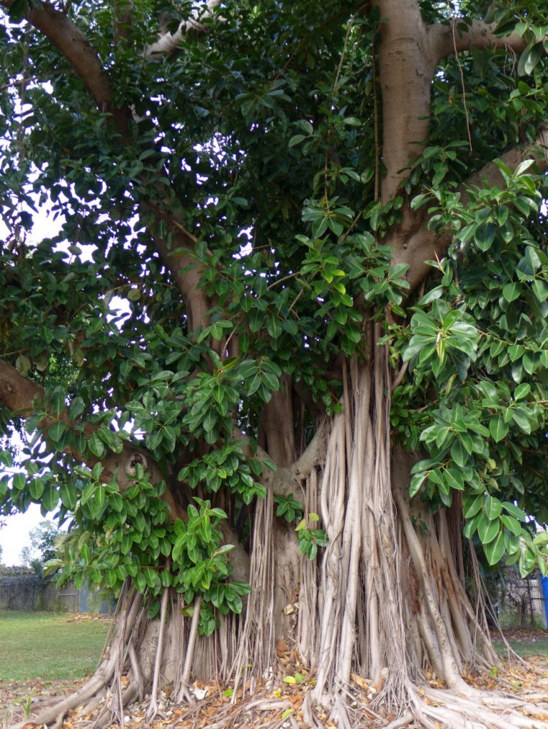 Ficus elastica (rubberboom): kopen en verzorging – Goede Groei