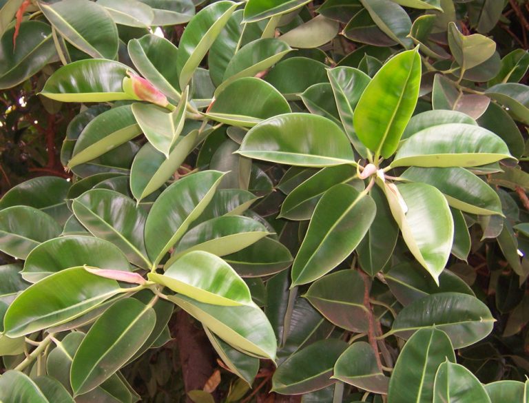 Ficus elastica (rubberboom): kopen en verzorging – Goede Groei
