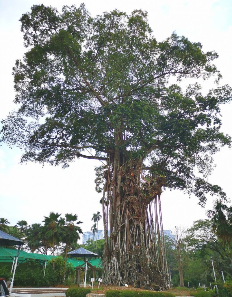 Ficus elastica (rubberboom): kopen en verzorging – Goede Groei