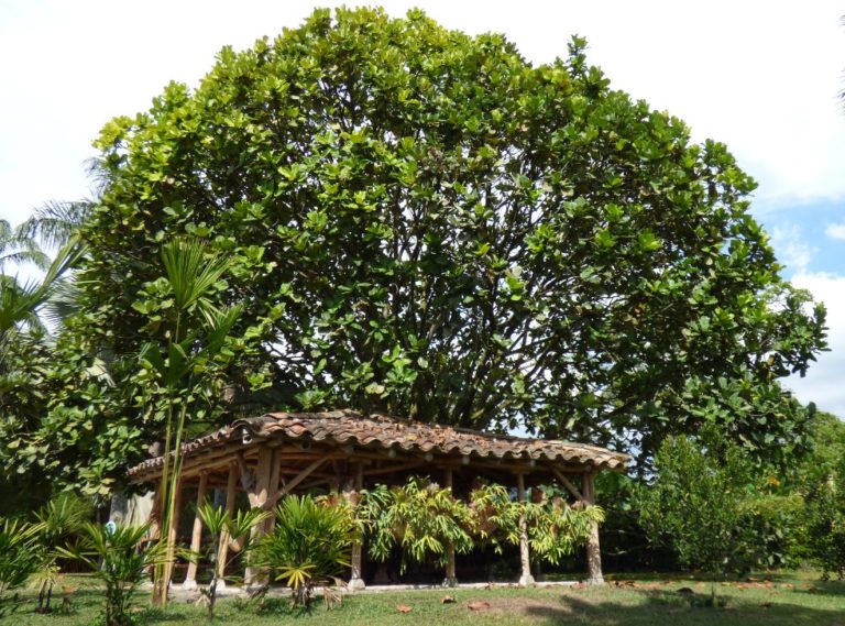 Ficus lyrata (vioolbladplant): kopen en verzorging – Goede Groei