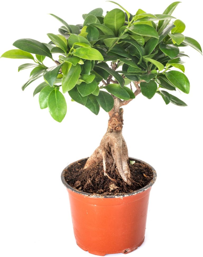 Ficus microcarpa ‘Ginseng’: kopen en verzorging – Goede Groei